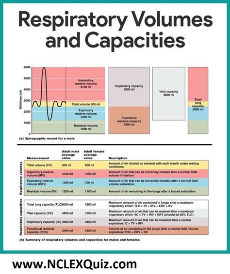 Summary Of Respiratory Volume And Capacity For Males And Females NCLEX Quiz
