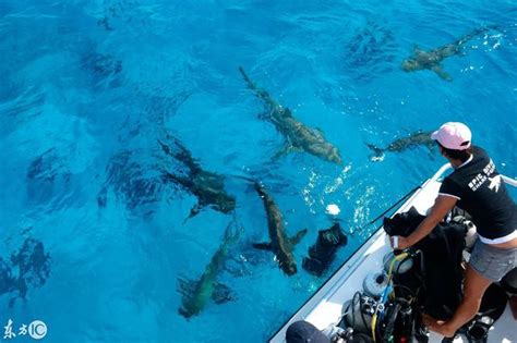 與50條鯊魚同游，其中包括虎鯊、檸檬鯊、加勒比海礁鯊 每日頭條