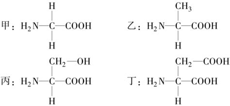 氨基酸的种类及结构 高中生物知识点总结 师梦圆