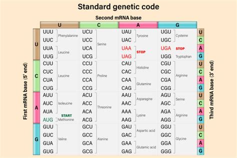Polypeptide Chain Illustrations Royalty Free Vector Graphics And Clip Art Istock