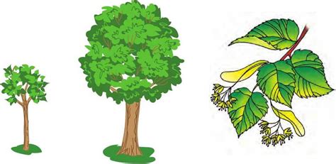 § 8 Споріднені спільнокореневі слова Корінь слова Будова слова