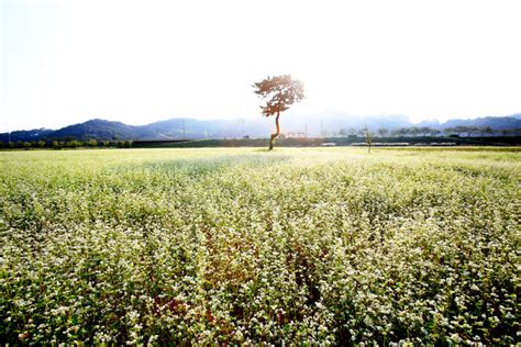 의령하면 메밀국수 메밀꽃 필 무렵 축제는 어때요