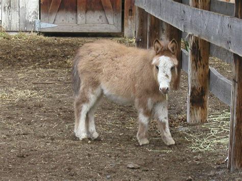 Schreiner Farms Take A Look At Our Wonderful Miniature Mules For Sale