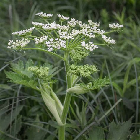 Parsnip Plant
