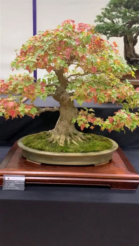 Trident Maple Bonsai Acer Buergerianum Pro Tips