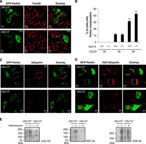 Lysine 63 Linked Polyubiquitination Is Dispensable For Parkin Mediated