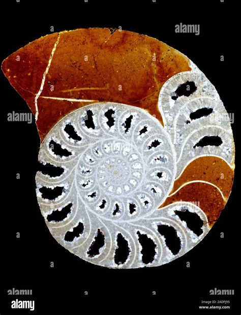 Ammonite Fossil Thin Section Through A Fossil Of The Ammonite Agathiceras Timorensis Ammonites