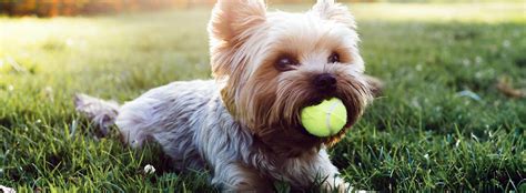 5 Things To Know About Yorkshire Terriers Blue Buffalo