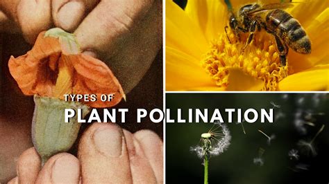Types Of Pollination And How To Apply The Knowledge In Your Garden