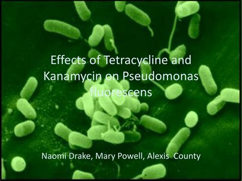 Ppt Effects Of Tetracycline And Kanamycin On Pseudomonas Fluorescens Powerpoint Presentation