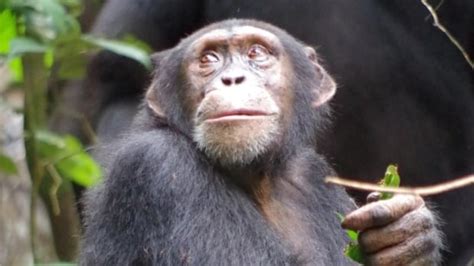 How Do Male Chimps Ask For Sex It Depends On Their Local Dialect Info