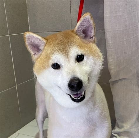 시바이누 달자 래브라도리트리버입양 닥스훈트입양 도베르만입양 말티치입양 말티폼입양 빠삐용입양 사모예드입양 스피츠입양 시바견입양