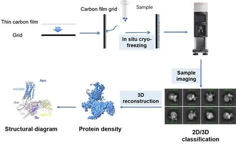 How Cryo Em Unveils Proteins In Motion