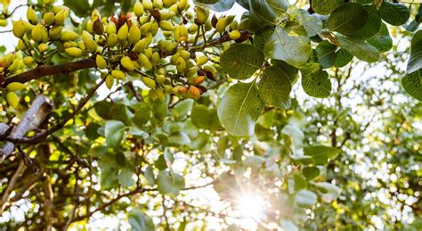 Moms Garden Happy Nut Moms Garden