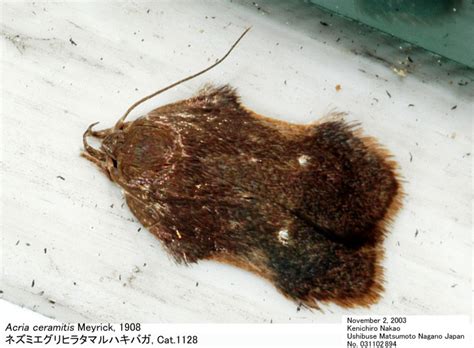 MJ No Acria ceramitis Meyrick 1908 ネズミエグリヒラタマルハキバガ Cat 1128