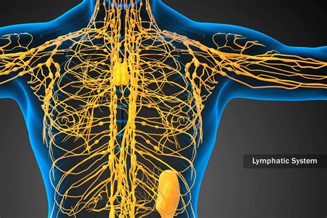 Lymph Nodes And Glands Location Function Common Problems
