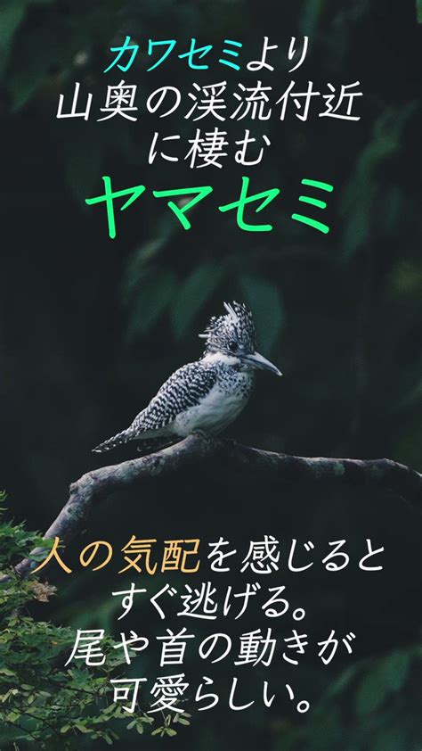 とも 旅写真 tabinotomo on Twitter 先日初めて撮れたヤマセミカワセミの仲間で少し大きめ人の気配を感じると