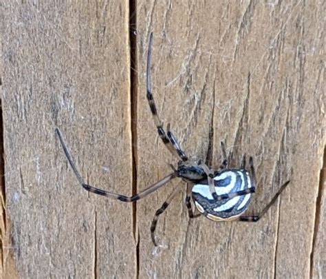 Spider Latrodectus Hesperus Bugguide Net