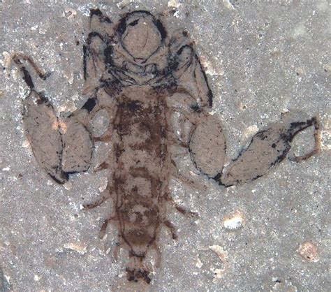 Images Fossil Fly Sex Jurassic Insects Live Science