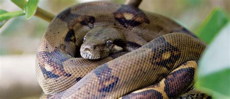 Daftar Jenis Ular Ovovivipar Yang Wajib Kamu Ketahui