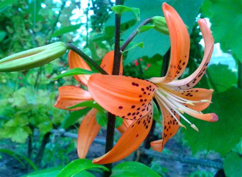 Lily Flower By Pandaaddiction On Deviantart