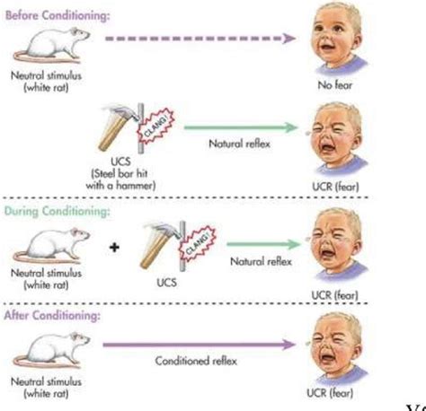 PSYC Exam 4 Review Flashcards Quizlet