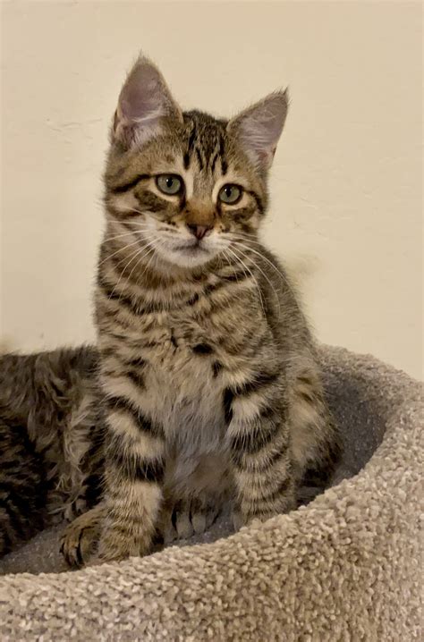 Legendtales Pixie Bob Kitten