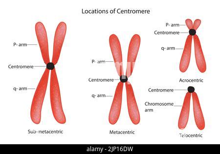 Types Of Chromosomes Structure Of Chromosome With Centromere Long And