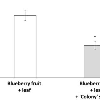 Sexually Mature Drosophila Suzukii Female A And Male B Choice Download Scientific Diagram