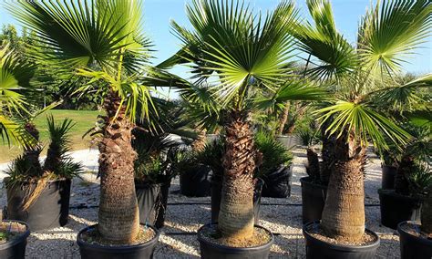 Types Of Palm Trees Identification Guide Ventuneac