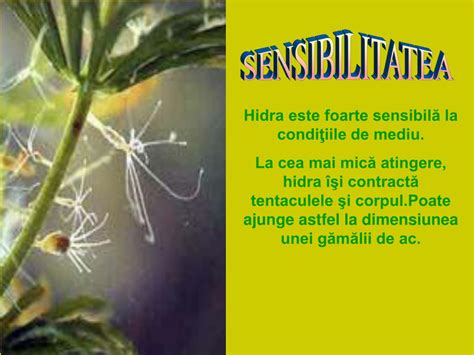 Ppt Celenterate Powerpoint Presentation Free Download Id 2975479