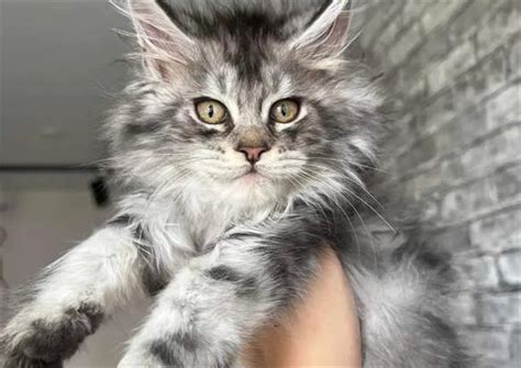 世界上最大的猫 体长123米左右缅因猫探秘志