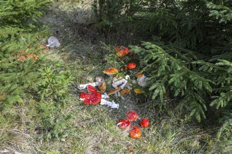 Cluster Of Red Mushrooms Fly Agaric Fungi On Grass Ground In The Woods Stock Image Image Of