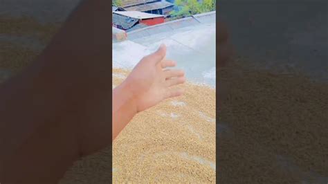 Shorts Viral Trending Youtube Shorts Viral Trending Youtube