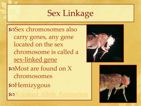PPT Chromosomal Basis Of Inheritance PowerPoint Presentation Free Download ID