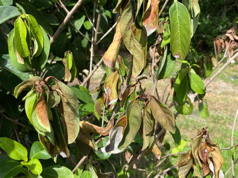 Viburnum Disease