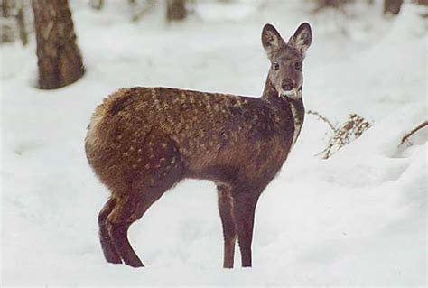 Siberian Musk Deer Habitat Diet Facts And Pictures