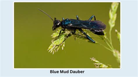 26 Common Types Of Wasps Identification Behavior And Images