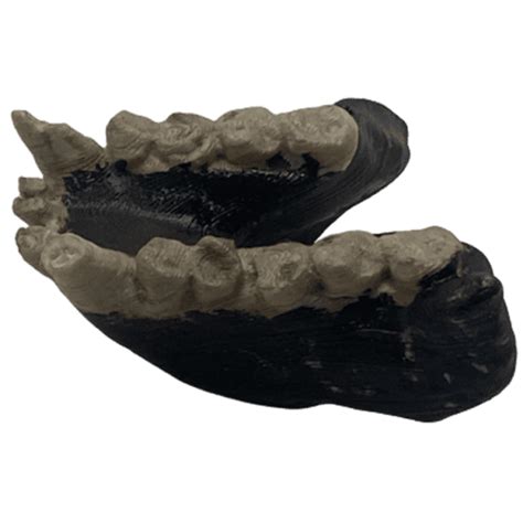Dryopithecus Fontani Kayrote