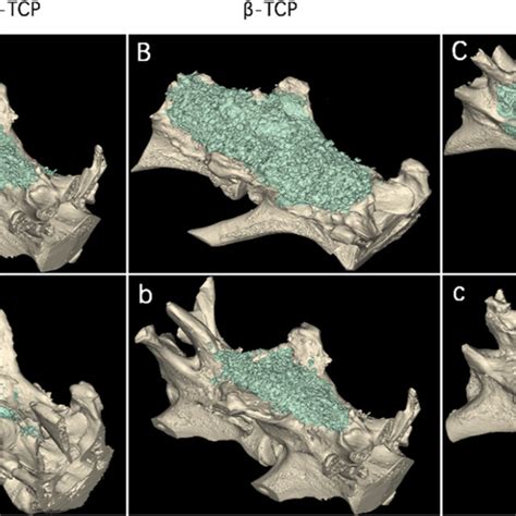 The 3d Reconstruction Geometric Model At 4 Weeks A B And C And Download Scientific