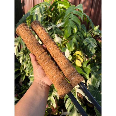 เสาไม้เลื้อย ขนาด 70cm 100cm หลักไม้เลื้อย รุ่นประหยัด🌴 ราคาถูก จัดส่งรวดเร็ว วันต่อวัน ไม่