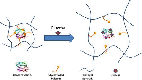 An Introduction To Hydrogels And Some Recent Applications Intechopen