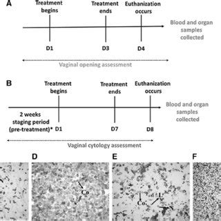 Schematic Workflow Diagram Indicating Treatment Times Sample Download Scientific Diagram
