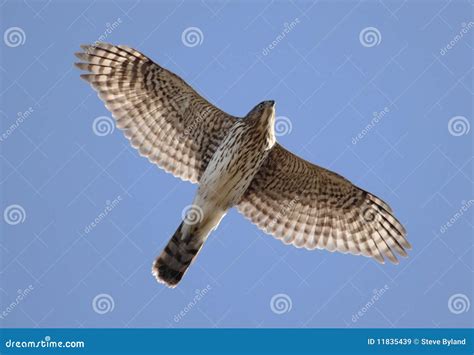 Female Coopers Hawk Stock Image 65600869