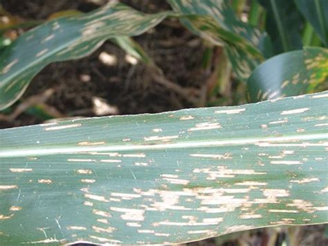 Corn Disease Management Cropwatch Nebraska