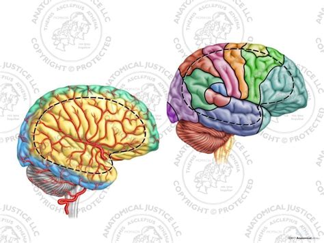 Bloodflow And Function Of The Right Middle Cerebral Artery Territory
