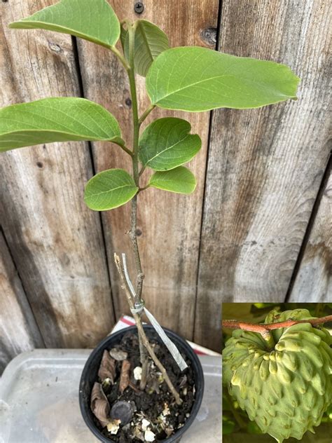 Cherimoya Tre