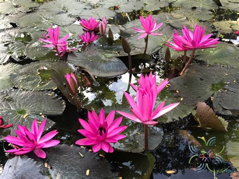 บัวสาย สัตตบรรณ Nymphaea Rubra Roxb Ex Andrews ข้อมูลพันธุ์ไม้