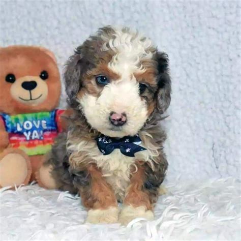 Micro Mini Bernedoodle How Small Do They Really Get