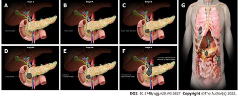 Acinar Cells Pancreas Labeled